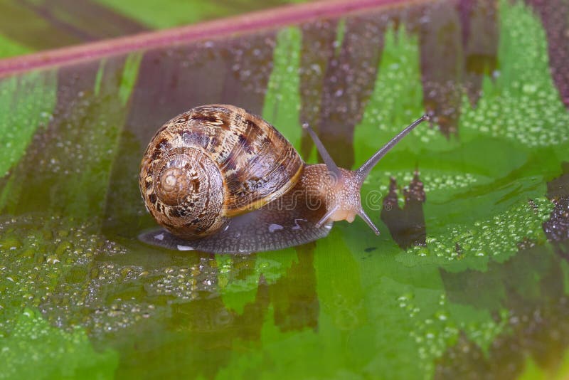 An Common Garden Snail, Cornu Aspersum, on a Varigated Red Banana Leaf ...