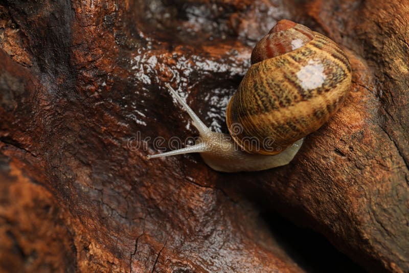 Common Garden Snail Crawling on Tree Bark, Top View Stock Image - Image ...