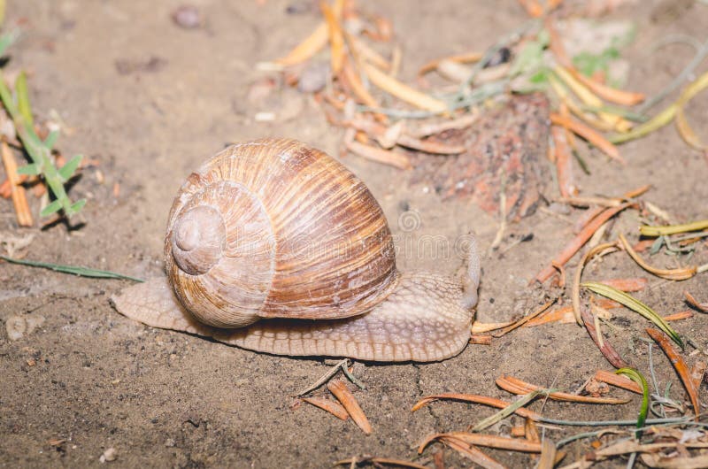 Common Garden Snail with Shell Crawling Over the Beach Sand in the ...