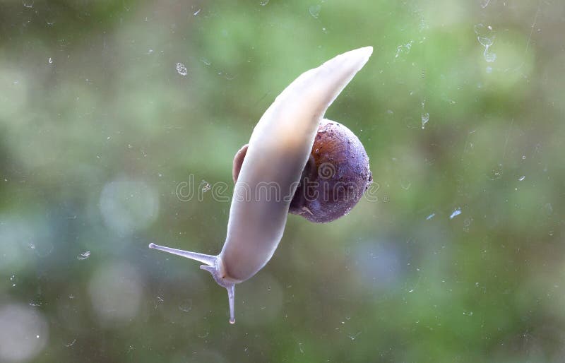 459 Snail Window Stock Photos - Free & Royalty-Free Stock Photos from ...