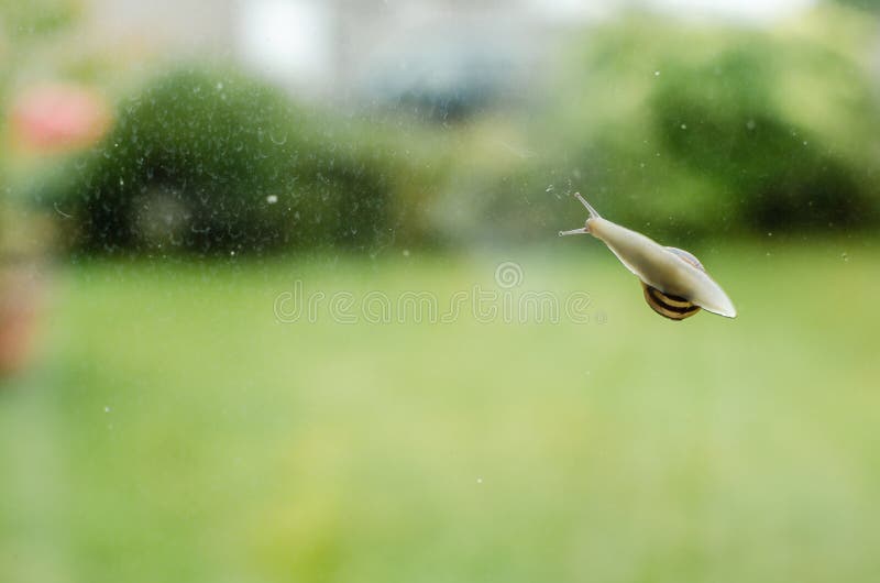 Common Garden Snail Underside View Glass Window Horizontal Stock Image ...