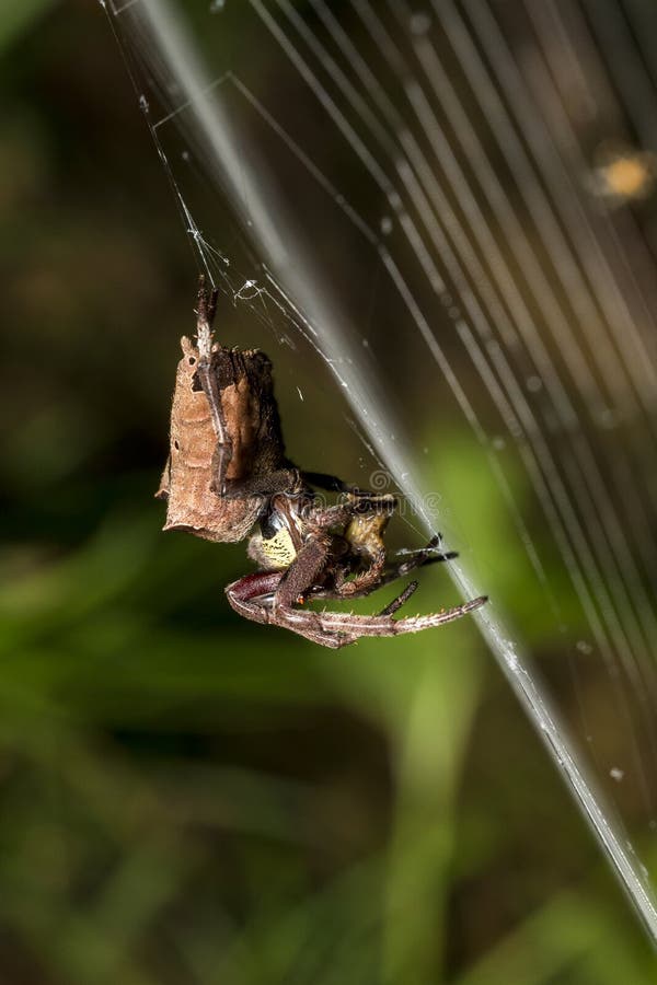 Common Garden Spider Eating on Cobweb Stock Image - Image of kong ...