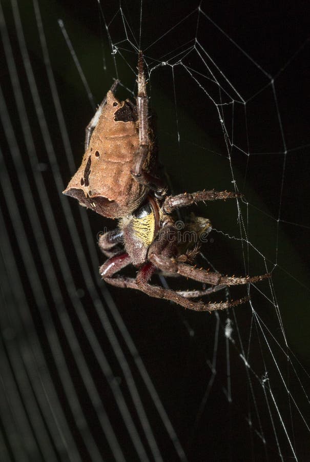 Common Garden Spider Eating on Cobweb Stock Photo - Image of carnivore ...
