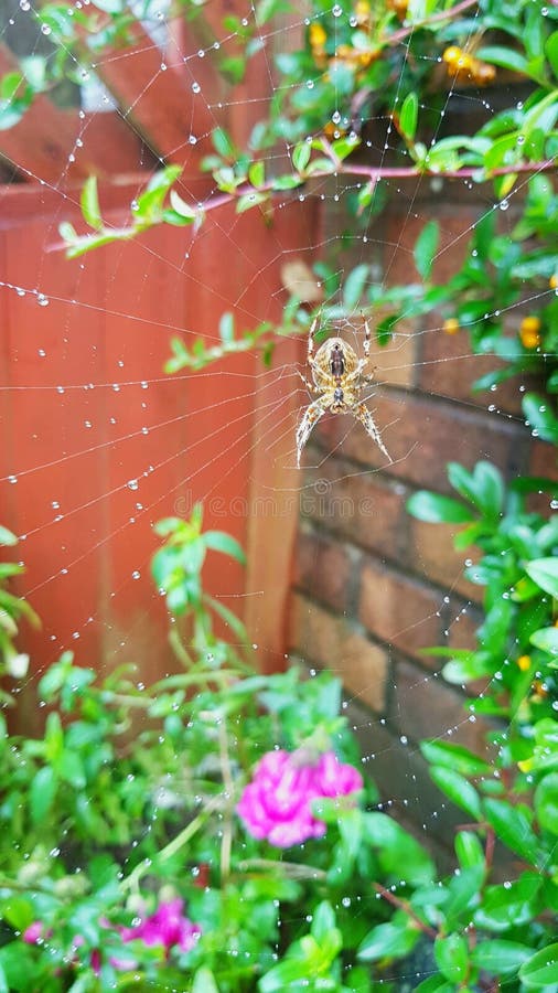 Common garden spider uk stock image. Image of spider - 100962035