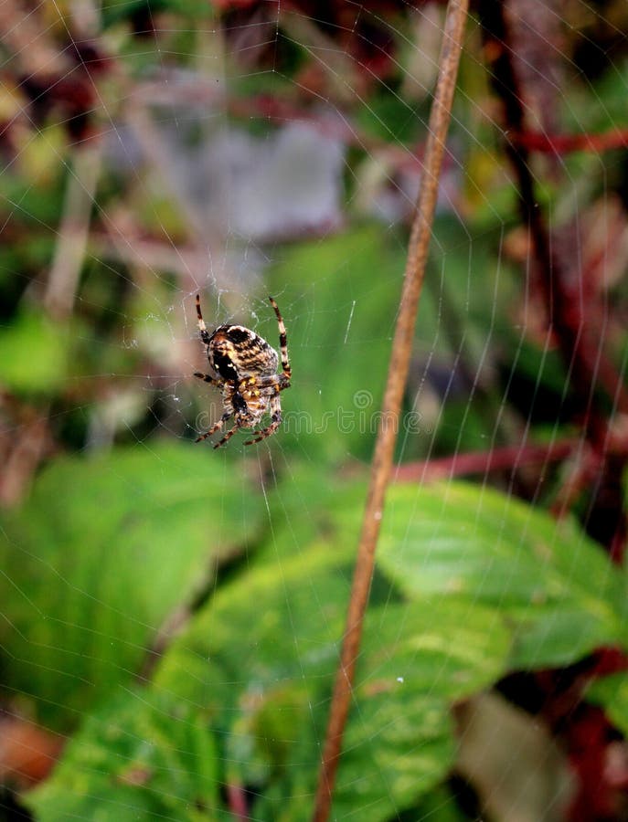 Common garden spider stock image. Image of weaves, detailed - 62114989