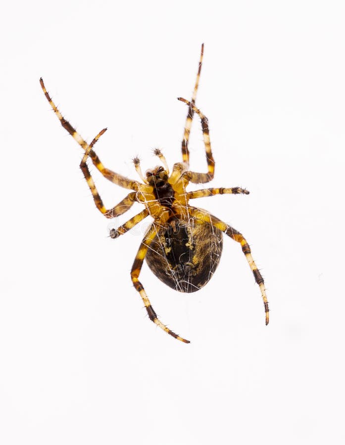 Spider on white background stock image. Image of venomous - 41643901