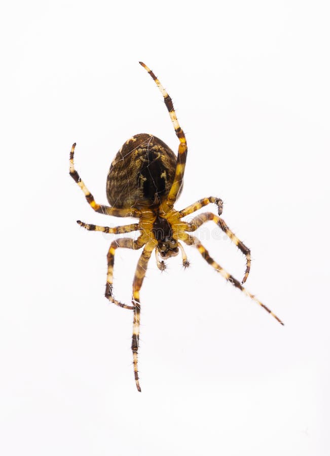Common Garden Spider on White Background Stock Photo - Image of insects ...