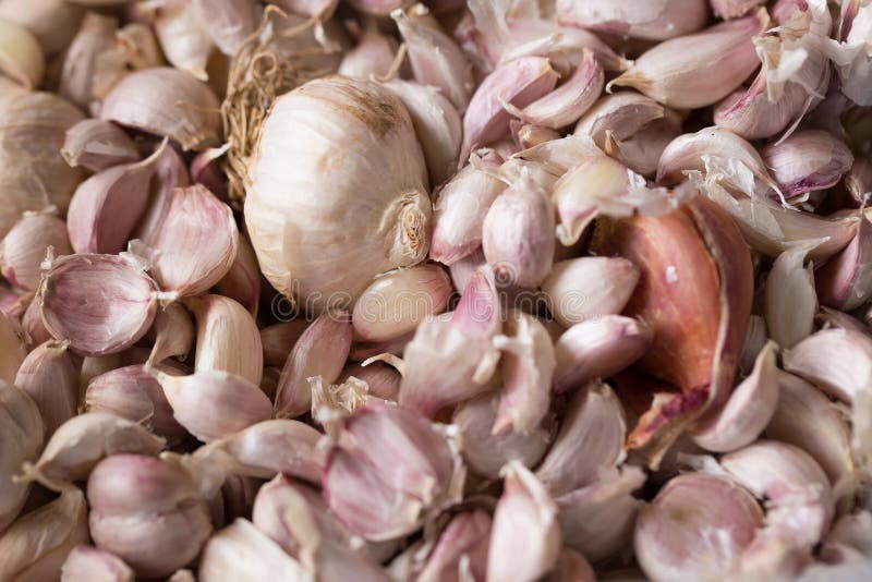 Common Garlic, Allium Sativum L Stock Photo - Image of cooking, eating ...