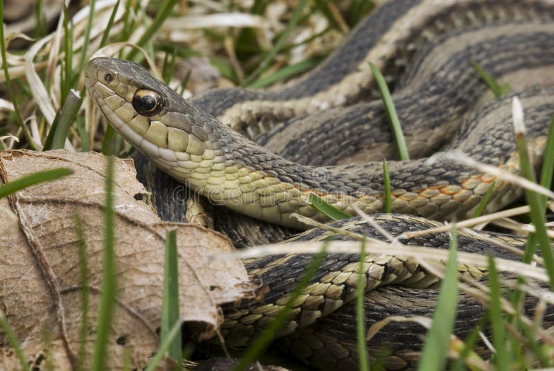 Common Garter Snake stock photo. Image of snake, closeup - 28849298