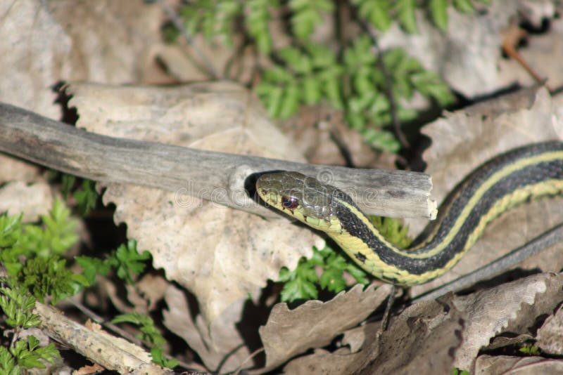 Common Garter Snake stock photo. Image of ground, snake - 246560870