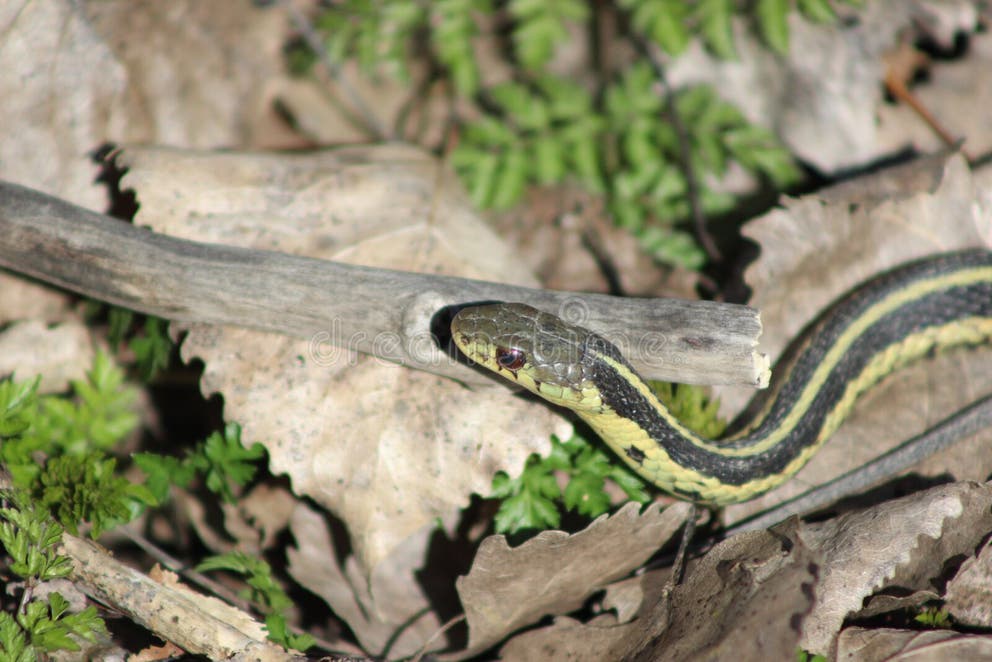 Common Garter Snake stock photo. Image of ground, snake - 246560870