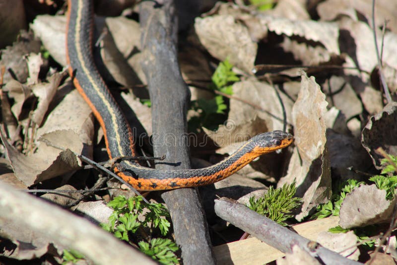 Common Garter Snake stock image. Image of animal, quebec - 245991689