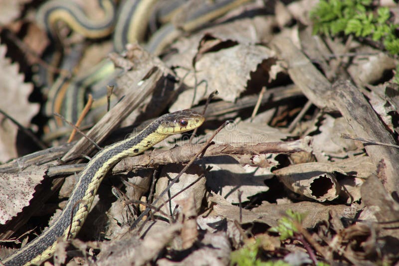 Common Garter Snake stock image. Image of snake, skin - 249756235