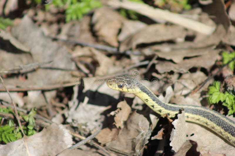 Common Garter Snake stock image. Image of garter, snake - 255635785