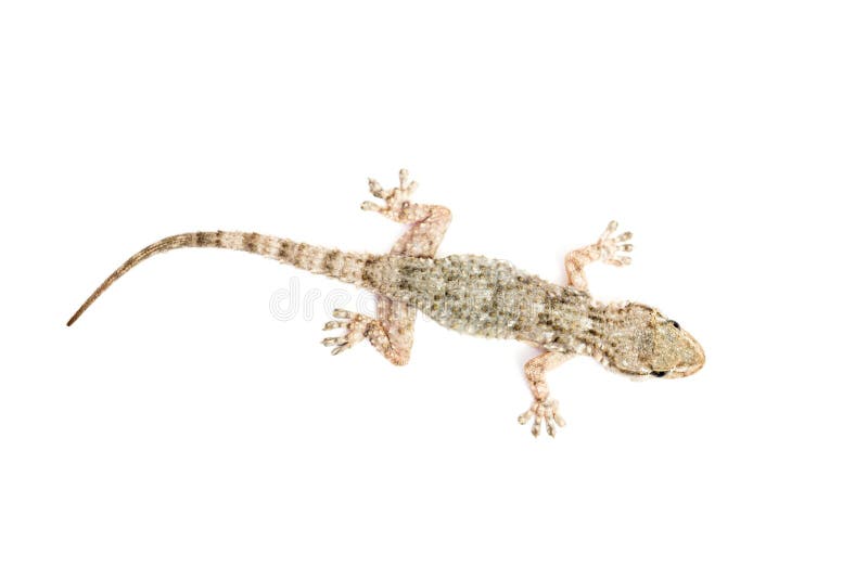 Baby Common Gecko stock image. Image of young, gecko - 57537989