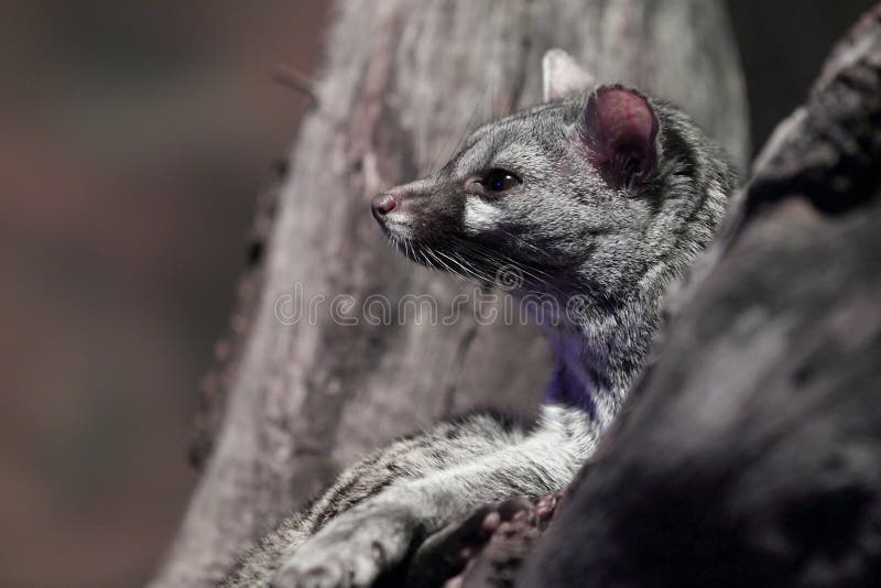 Common genet stock image. Image of small, european, genet - 35414549