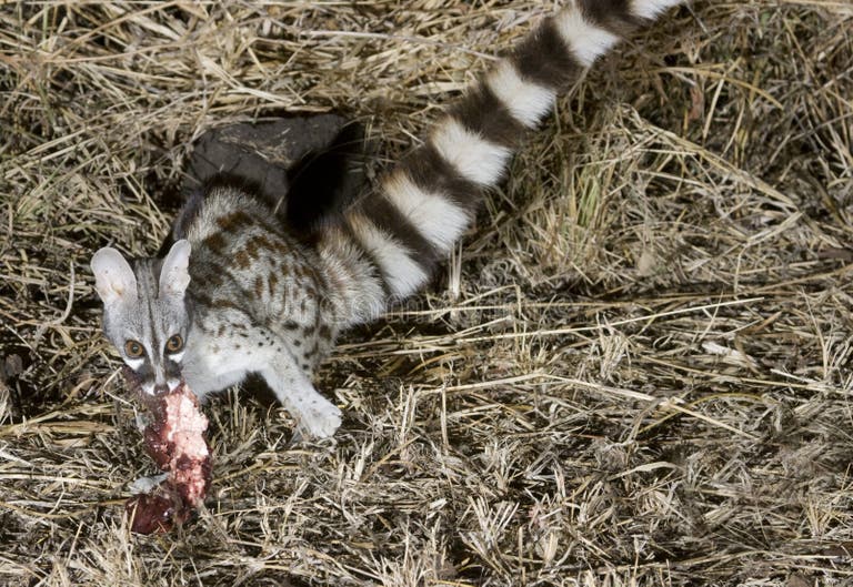 Common Genet Eating a Bait. Stock Image - Image of nocturnal, africa ...