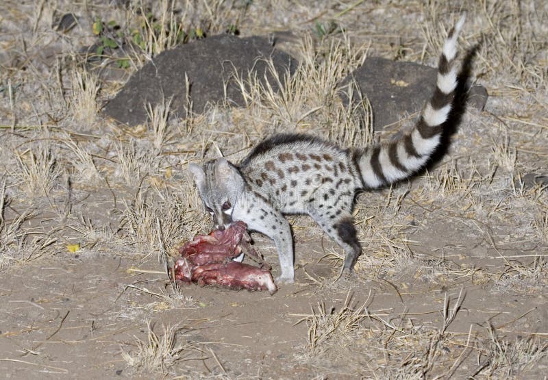 Genet stock image. Image of ghana, musk, ivorycoast, angola - 24792409