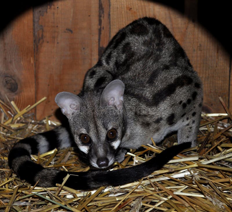 Common Genet (Genetta Genetta) Stock Photo - Image of europe, africa ...