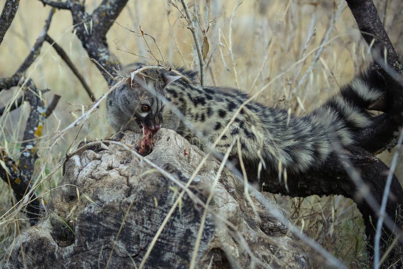 Common Genet stock image. Image of africa, genet, iberian - 64710461