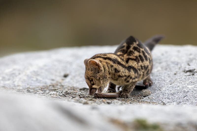 Common Genet - on Stone with Snake Prey, Spain Stock Photo - Image of ...