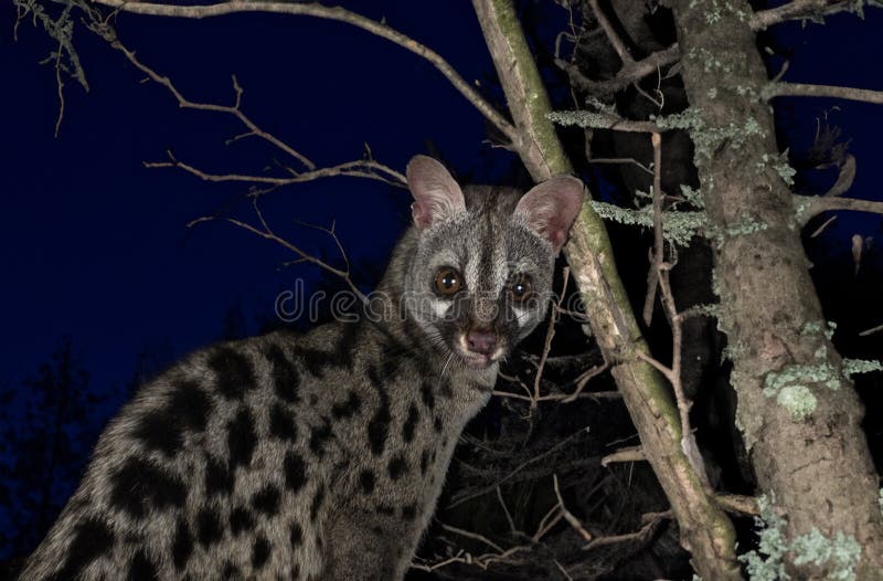 Common genet in studio stock image. Image of genetta - 304935829
