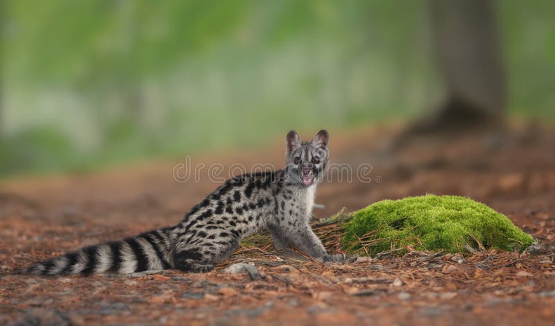 Common genet in studio stock photo. Image of genet, carnivorous - 321947582