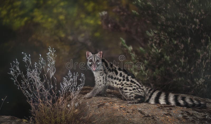 Common genet in studio stock illustration. Illustration of wildlife ...
