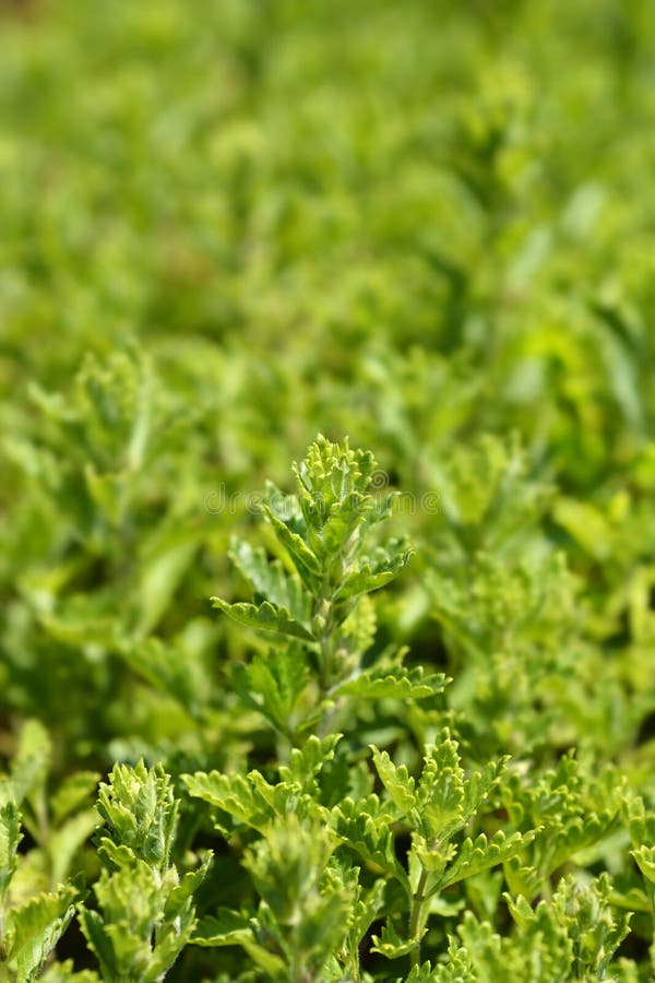 Common germander stock photo. Image of teucrium, wild - 241033166