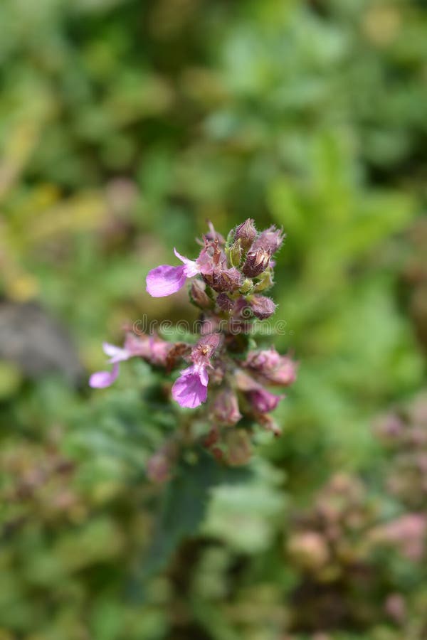 Common germander stock photo. Image of flower, teucrium - 206936016