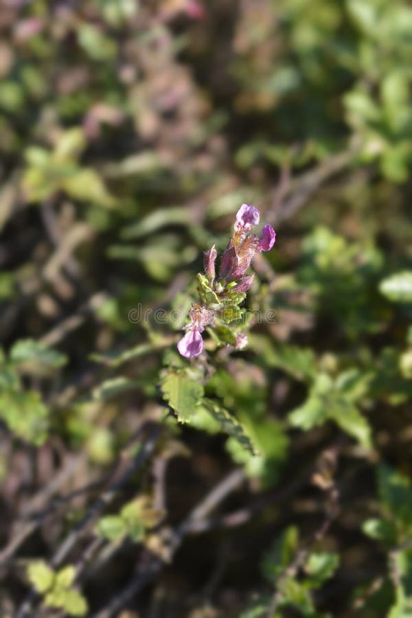 Common germander stock photo. Image of germander, nature - 205442586