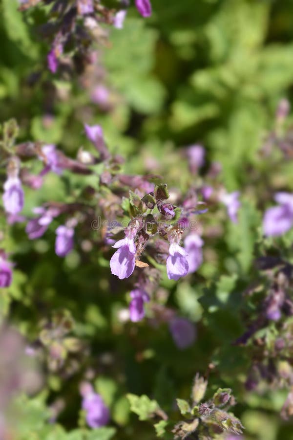 Common germander stock image. Image of green, wild, nature - 256223127