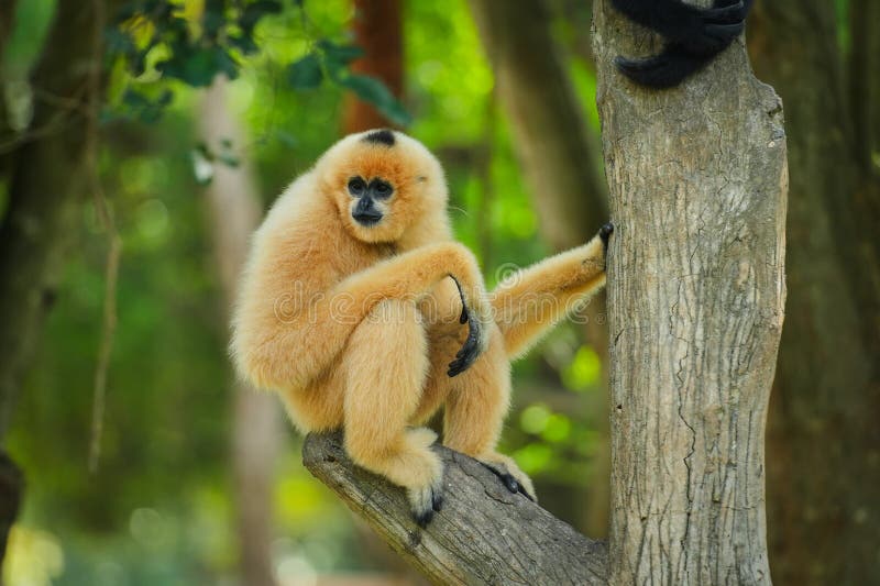 Common Gibbon or White-handed Gibbon on Tree Stock Photo - Image of ...