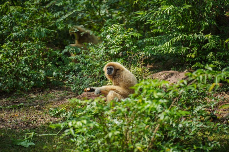 Common Gibbon or White-handed Gibbon on Tree Stock Photo - Image of ...
