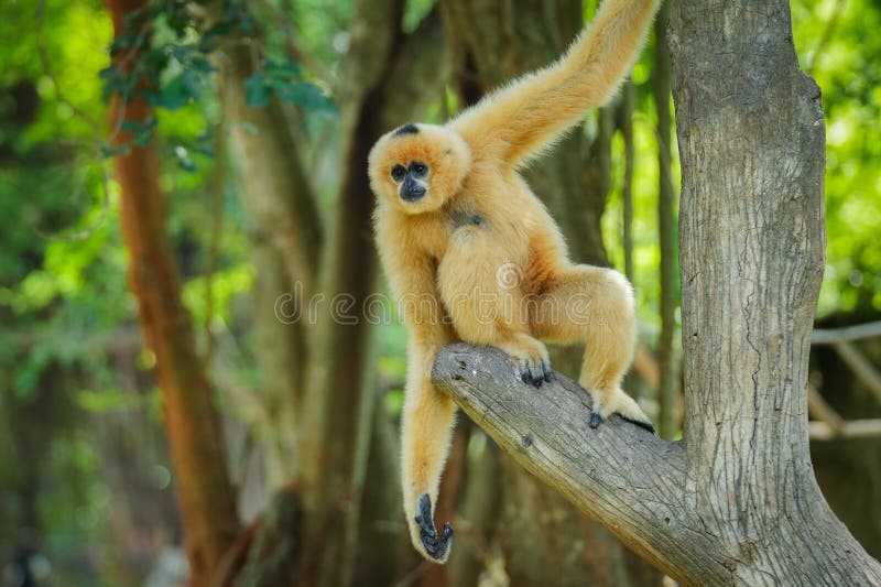 Common Gibbon or White-handed Gibbon on Tree Stock Photo - Image of ...