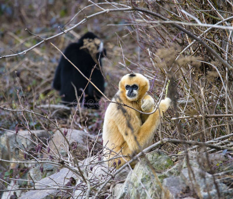 Common Gibbon, White-handed Gibbon Stock Image - Image of face, natural ...