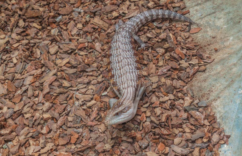 Common Gigantic Lizard Tiliqua Scincoides of Plate-tailed Lizard Stock ...