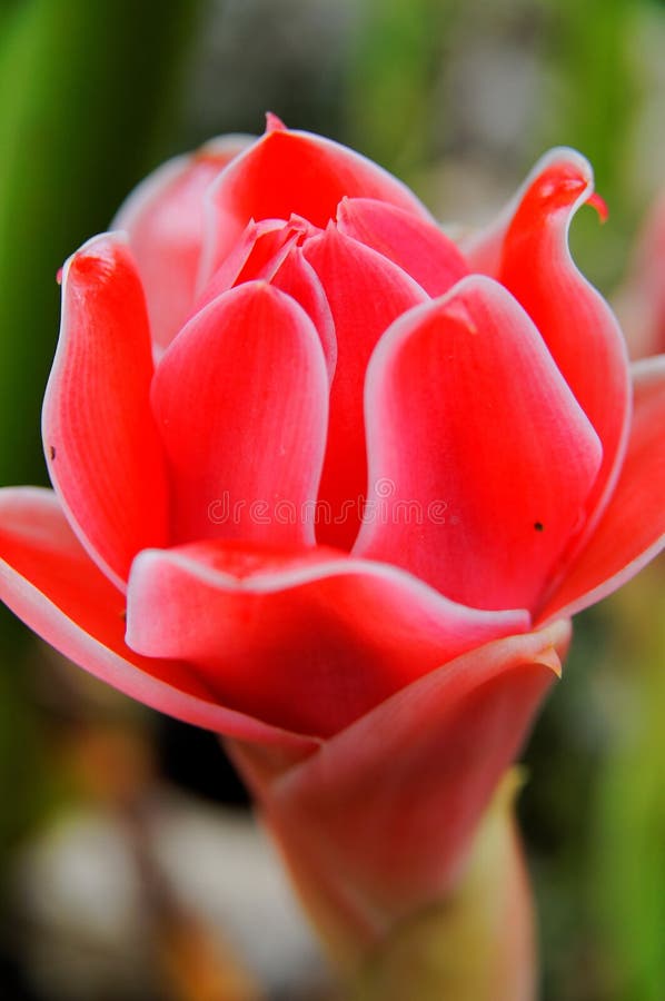 Common ginger flower stock image. Image of closeup, garden - 8872545