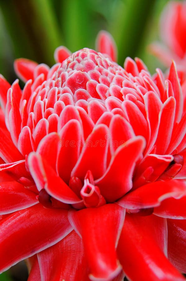 Common ginger flower stock image. Image of petal, plant - 8872569