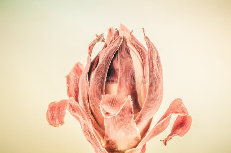 Common Ginger Flower Zingiberaceae Stock Photo - Image of nature, bloom ...