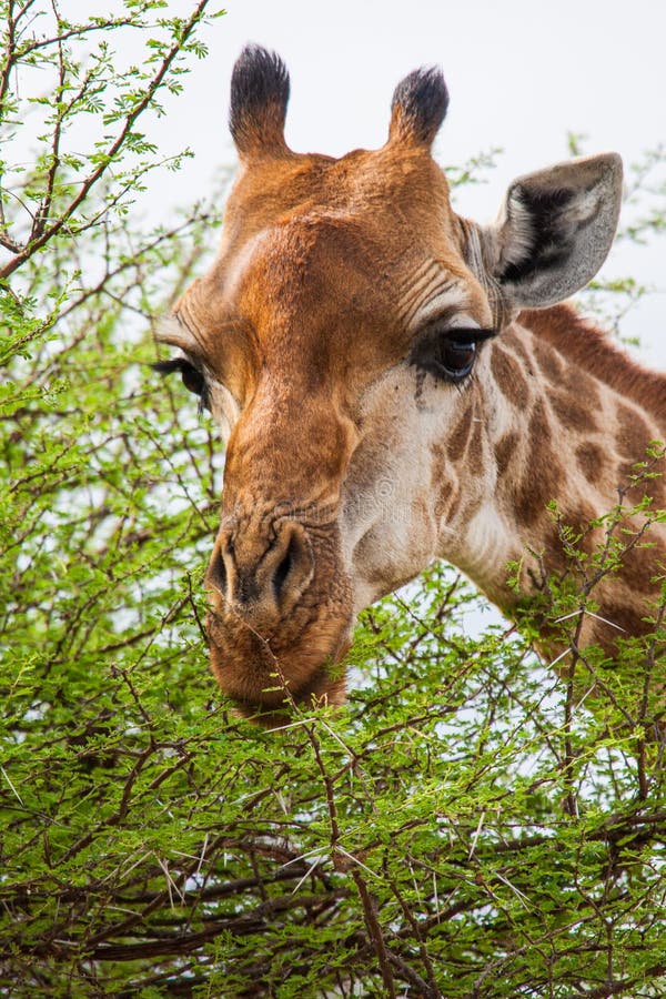 Common Giraffe Against a Light African Sky Stock Image - Image of ...