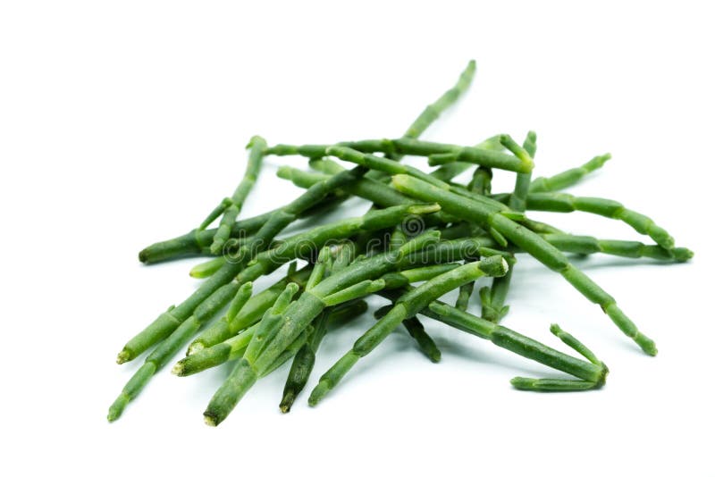 Common Glasswort Isolated on White Stock Photo - Image of gourmet ...