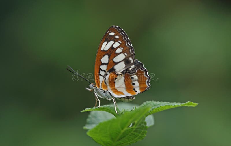 Common Glider stock photo. Image of close, swordtail - 156375694