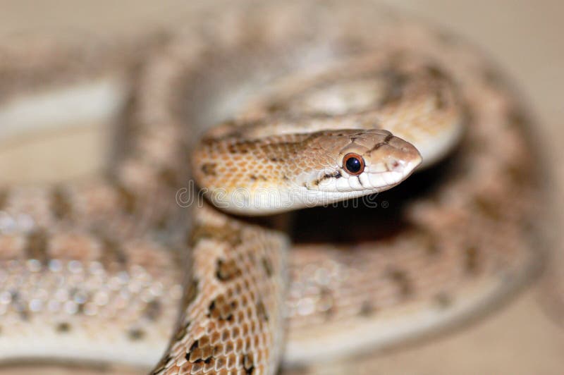 Snake in desert stock image. Image of sand, reptile, wildlife - 21461009