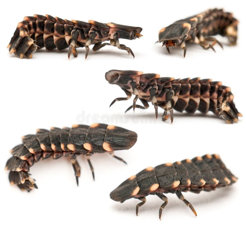 Glow worm stock photo. Image of noctiluca, bioluminescence - 56581566