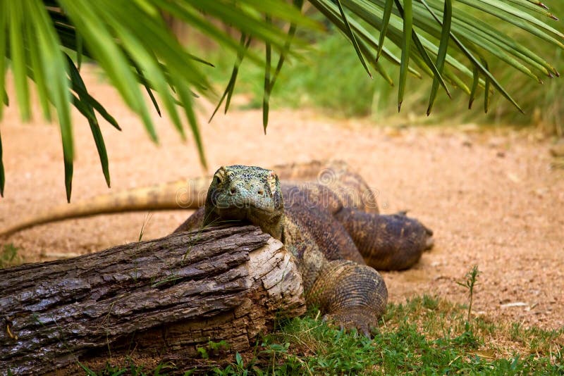 Common goanna stock image. Image of creature, dragon - 10398805