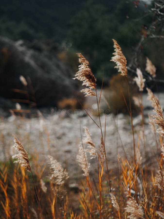Common Golden Reed Shrub Featuring Sun Rays Going through Seeds and ...