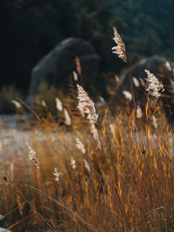 Common Golden Reed Shrub Featuring Sun Rays Going through Seeds and ...