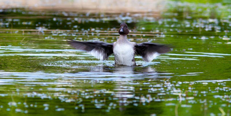 Common Goldeneye, Bucephala Clangula Stock Photo - Image of wild ...