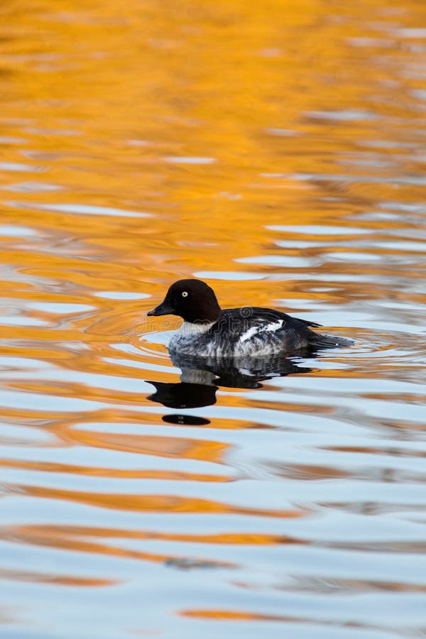 Common Goldeneye, Bucephala Clangula Stock Image - Image of calm, pond ...